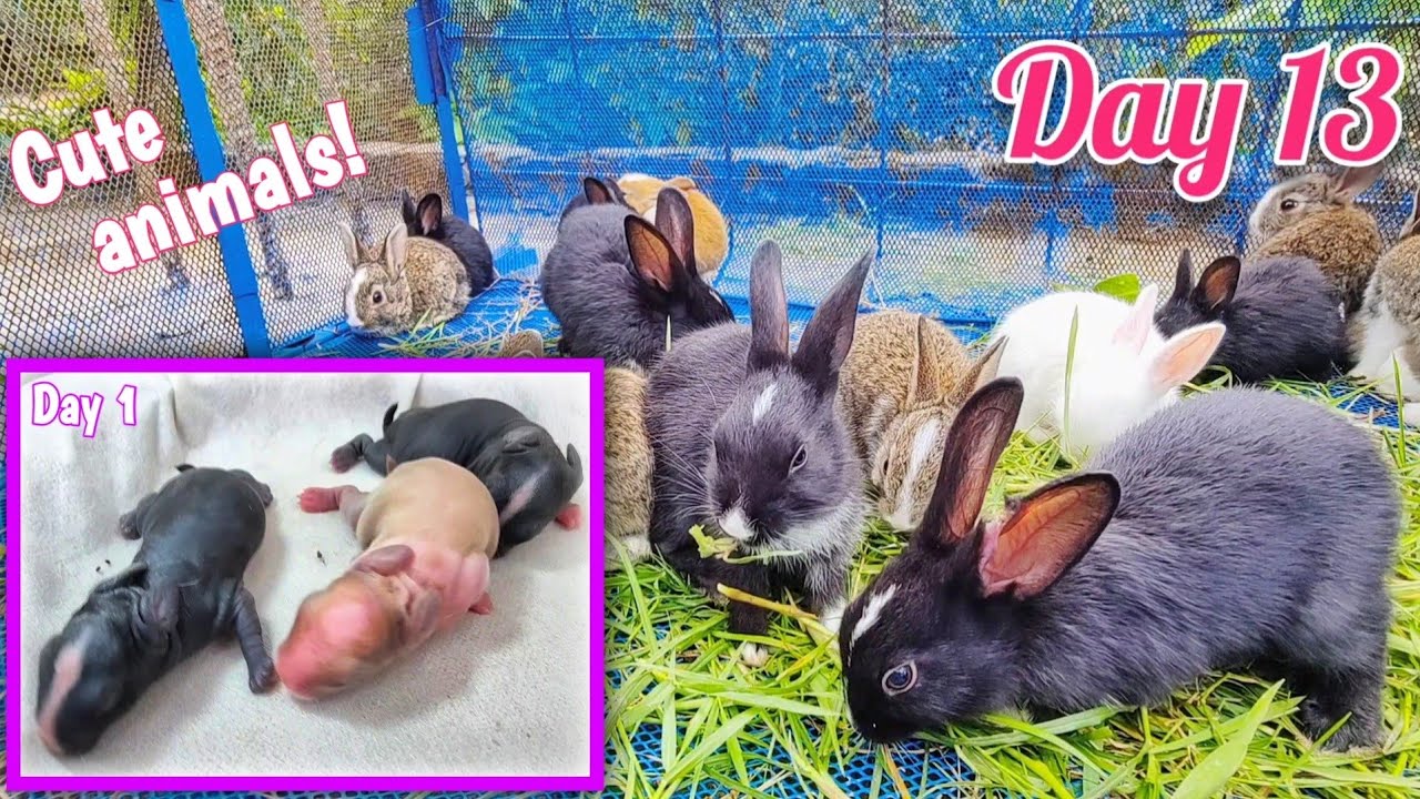 Growing up cute baby rabbits [ 1 to 13 Days ] - YouTube