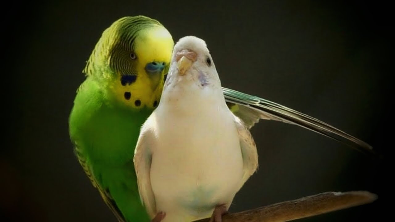 PARAKEETS AND BUDGIES CLOSE-UP| BIRDS- TOPIC - YouTube