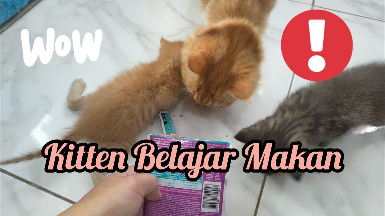 Anak Kucing Umur 1 Bulan Pertama Kali Belajar Makan - YouTube