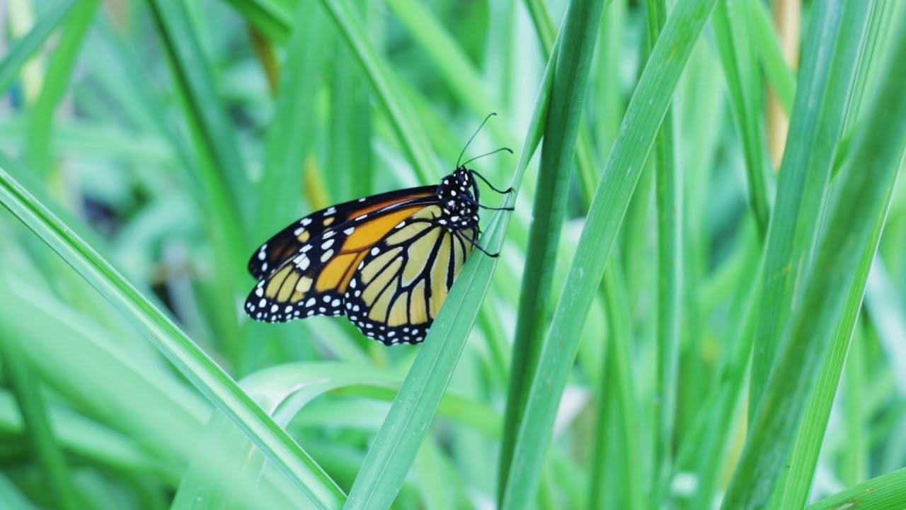 Helping Monarch Butterflies - YouTube