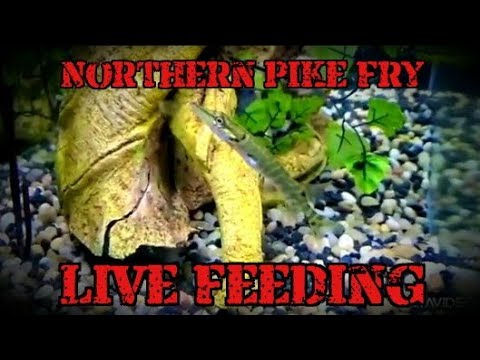 Northern Pike Fry Live Feeding - YouTube
