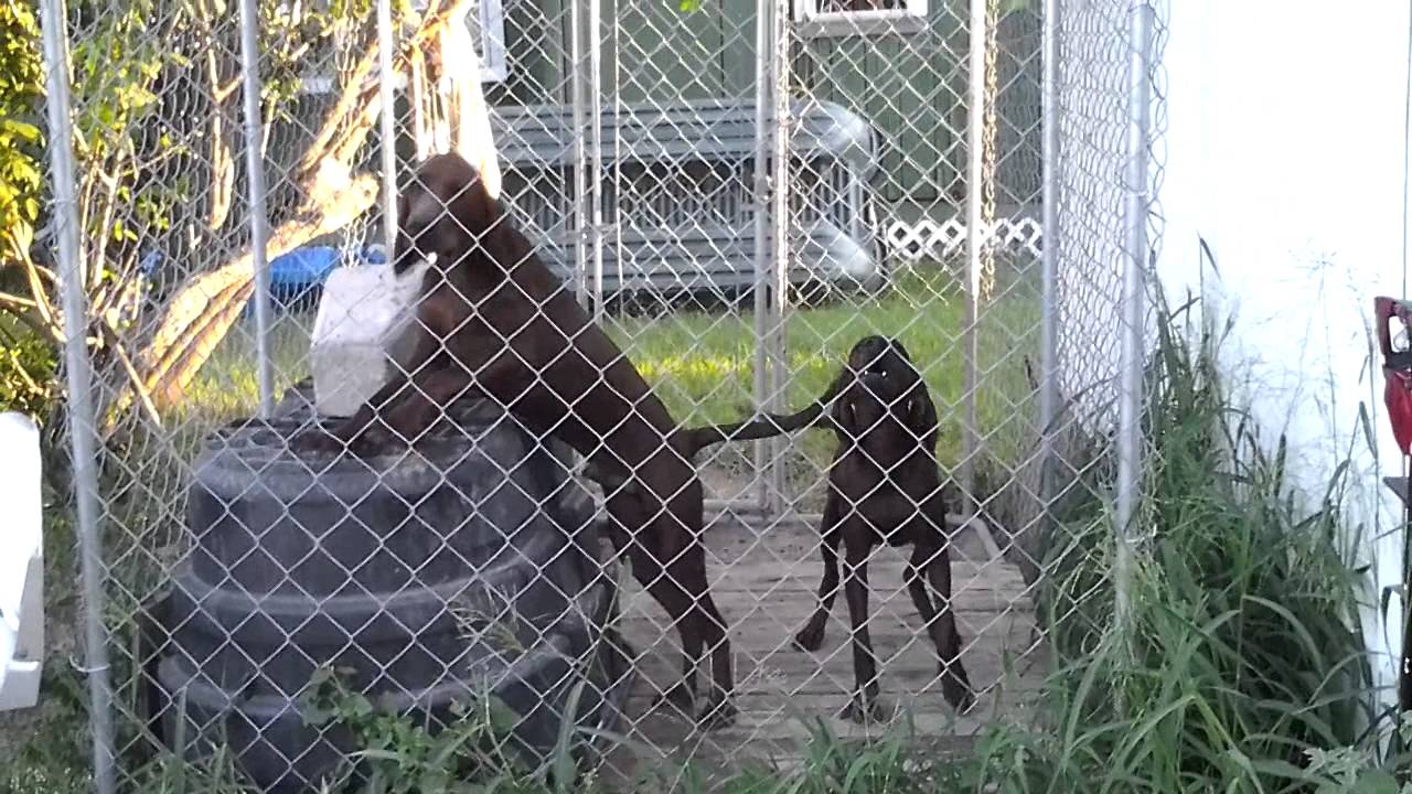 Redbone Coonhound deep south texas howl - YouTube