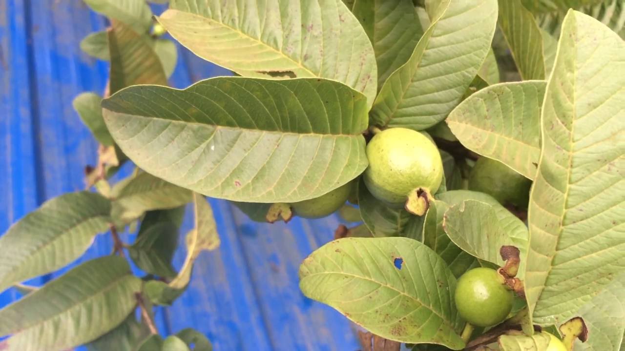 Gua plant Rich Vitamin C Fruit to Make Gua Juice and Shake, Fruite ...