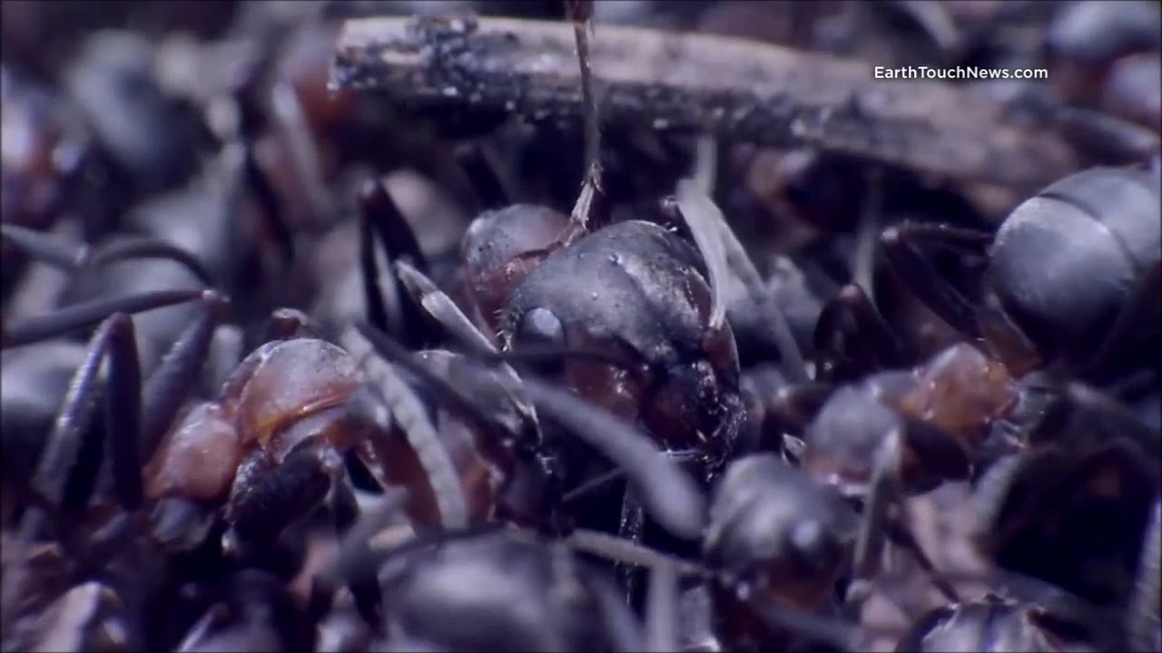Ants in Quran (Ants Communicate with each other) - YouTube
