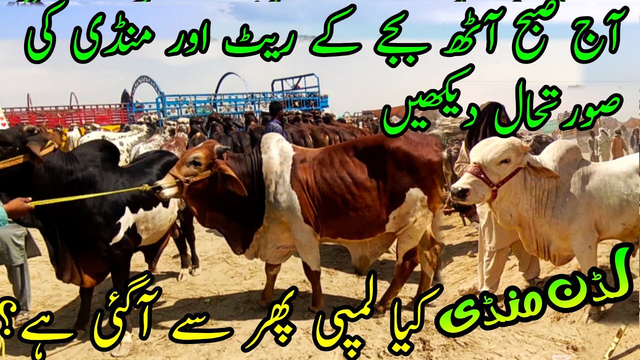 EARLY MORNING DETAILED PRICES CLAVES FOR SACRIFICE 2025 IN PAKISTAN ...