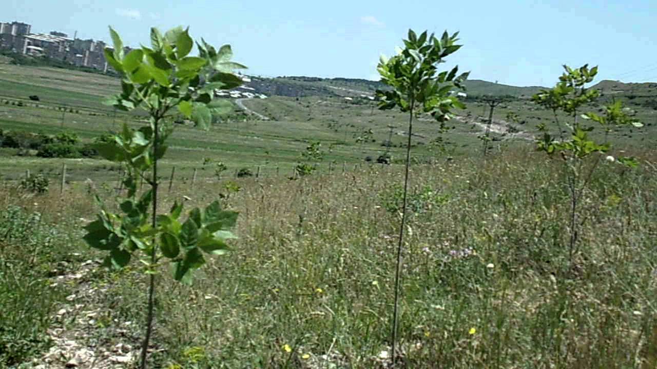 Armenia Tree Project Seedlings in Karenis - YouTube