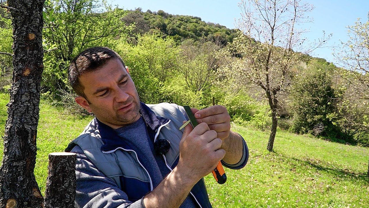 Μπόλιασμα,κέντρωμα,εμβολιασμός καρποφόρων δέντρων με διαφορετικές ...