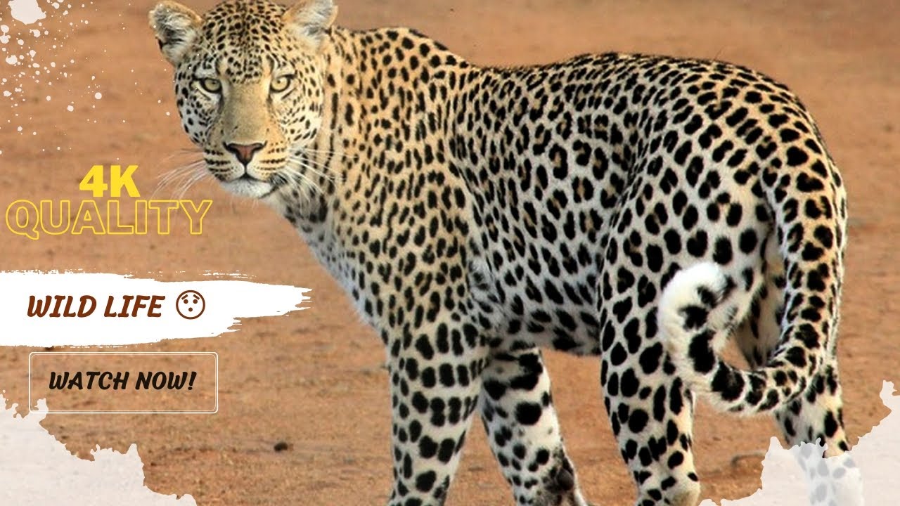 Wild Life 4K Quality | Animals life | Animals videos - YouTube