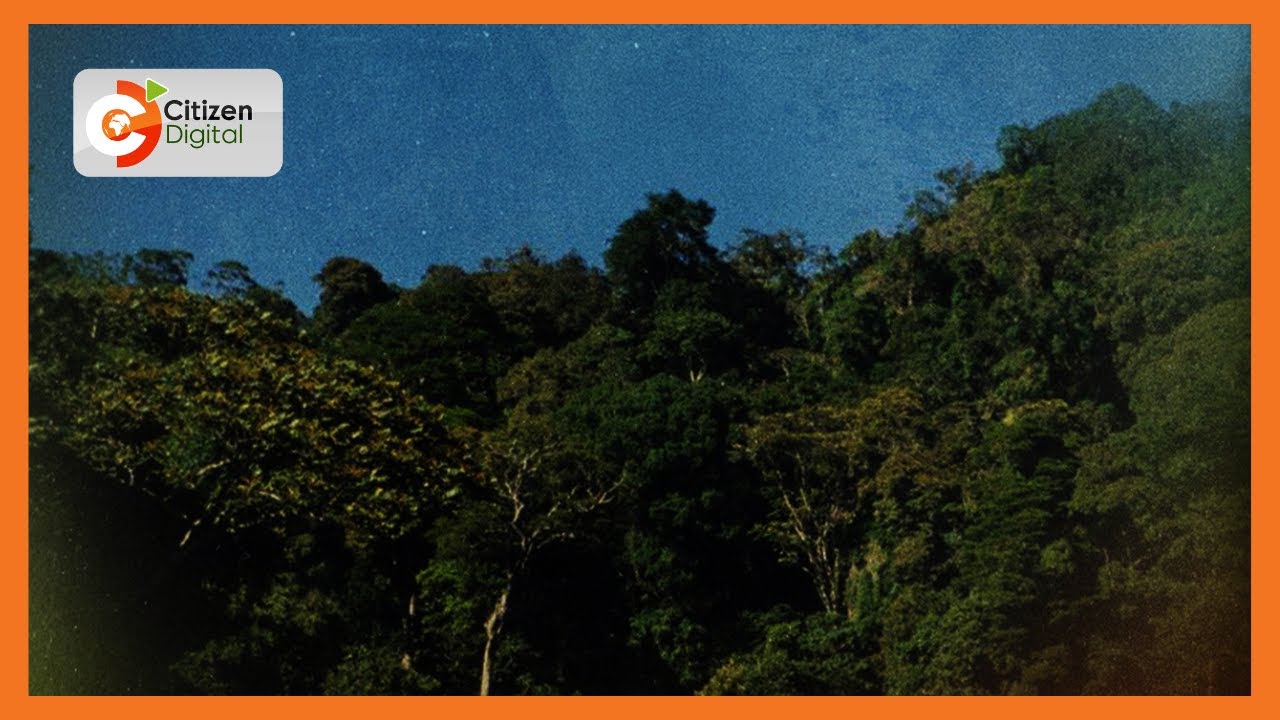 KENYA’S IMPROVED FOREST COVER | Report indicates Kenya has attained a ...