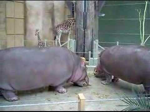 Calgary Zoo - Hippopotamus and Giraffes - YouTube