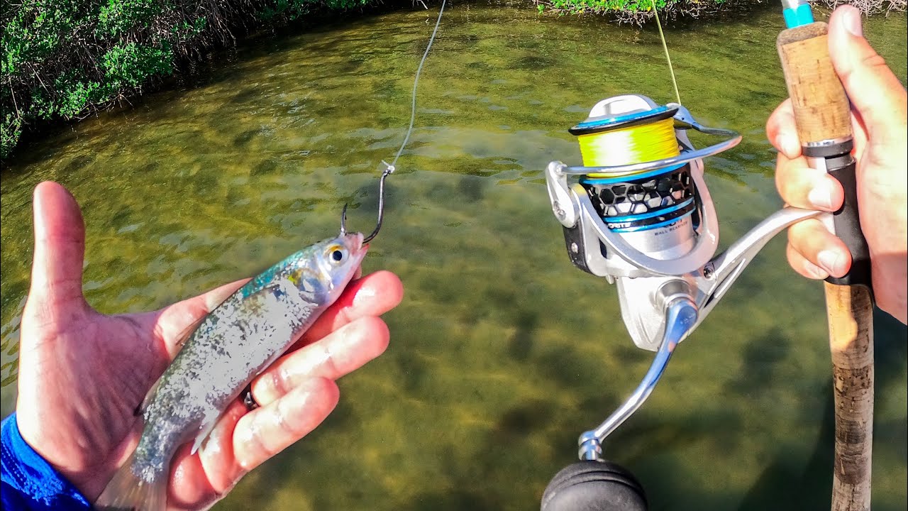 Saltwater Flats Sight Fishing with Live Finger Mullet - YouTube