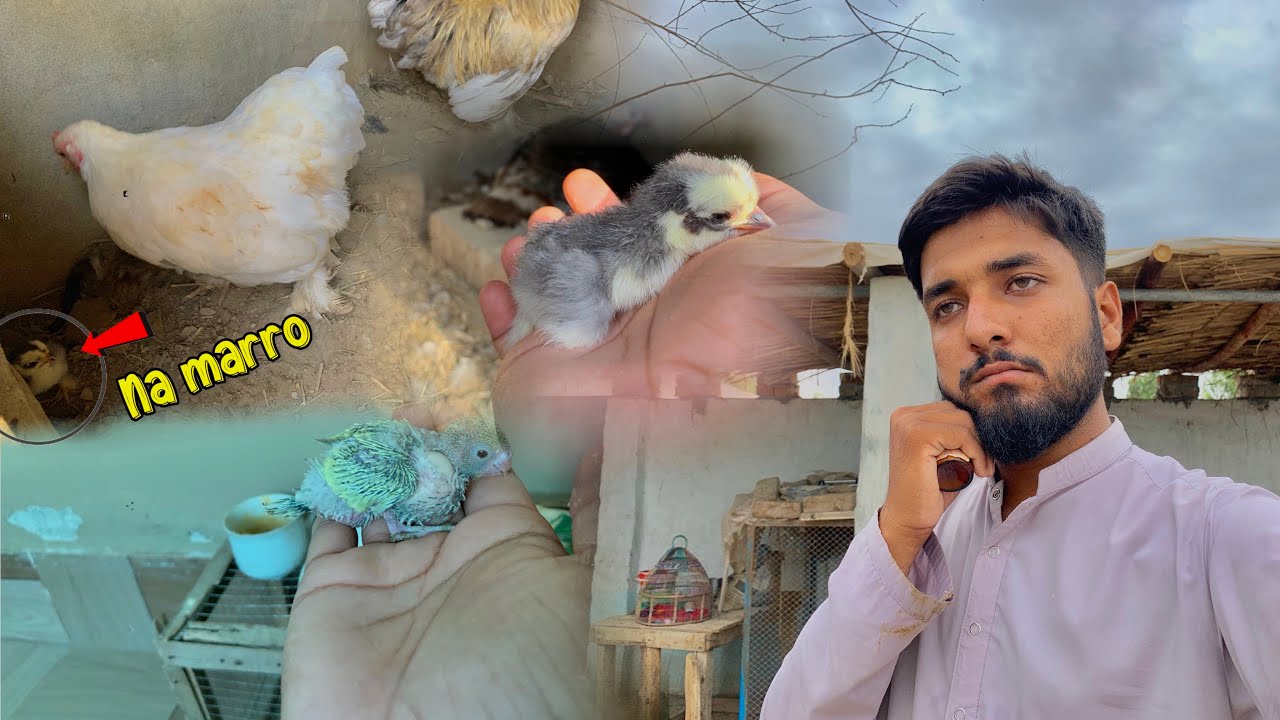 New 🐥 chick ko buff marti hy New parrot training start //Shughal mela ...