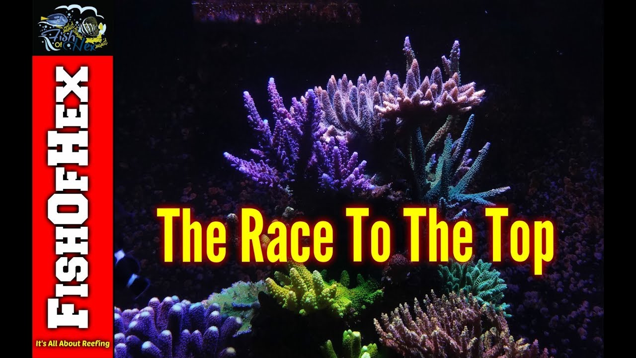 300 Gallon Update | WD Acro Prep | Coral Growth Race To The Top - YouTube
