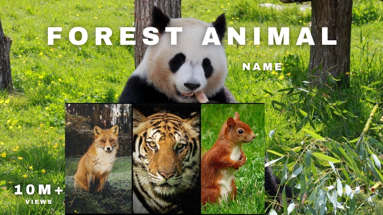 Forest Animals Name | Learn Wild Animal Names for Kids! - YouTube