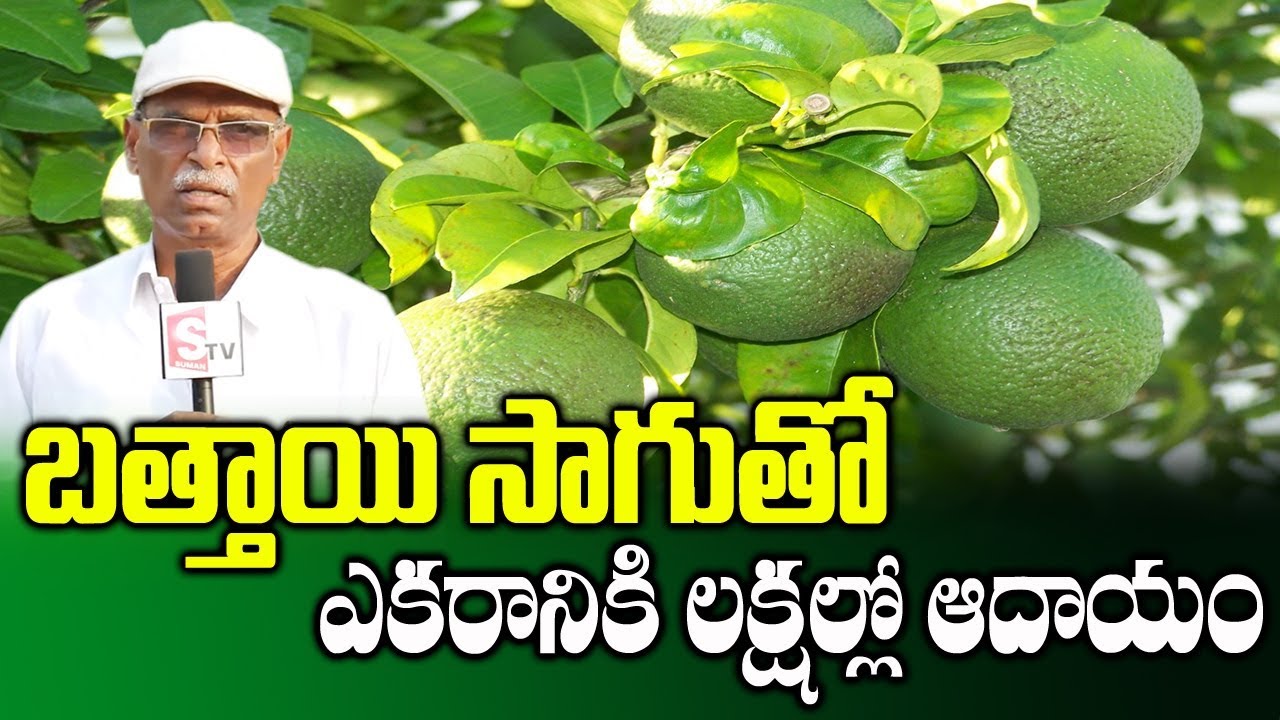 Battayi Farming || Batayi Farmer Picchi Reddy Success Story || SumanTV ...
