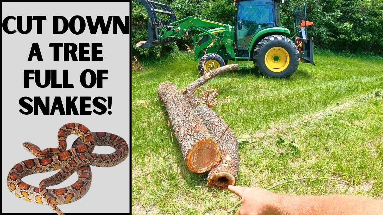 Cut Down A Tree Full Of SNAKES! - YouTube