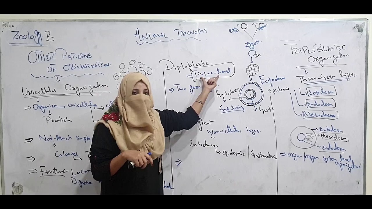 Other Pattern of Organization | Diploblastic and Triploblastic|Zoology ...