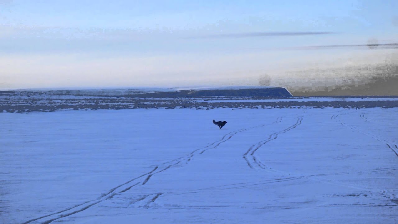 Pouncing Arctic Fox - YouTube
