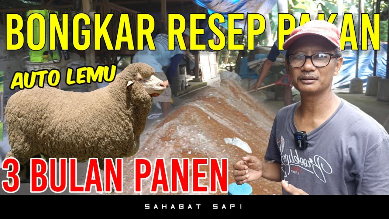 RESEP PAKAN DOMBA 3 BULAN PANEN BISA TERNAK TANPA NGARIT TANPA ANGON ...