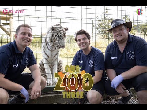 One Zoo Three is BACK! - YouTube