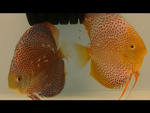 ** Discus Fry | Day 8 | Penang Eruption | Discus Fish ** - YouTube