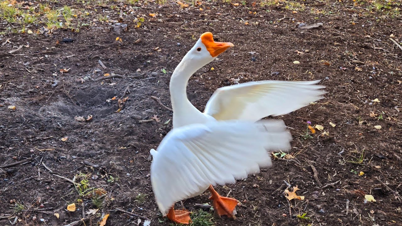 "Be Prepared" 🤔 with Goofy Duck George and the Crew in Paradise Creek ...