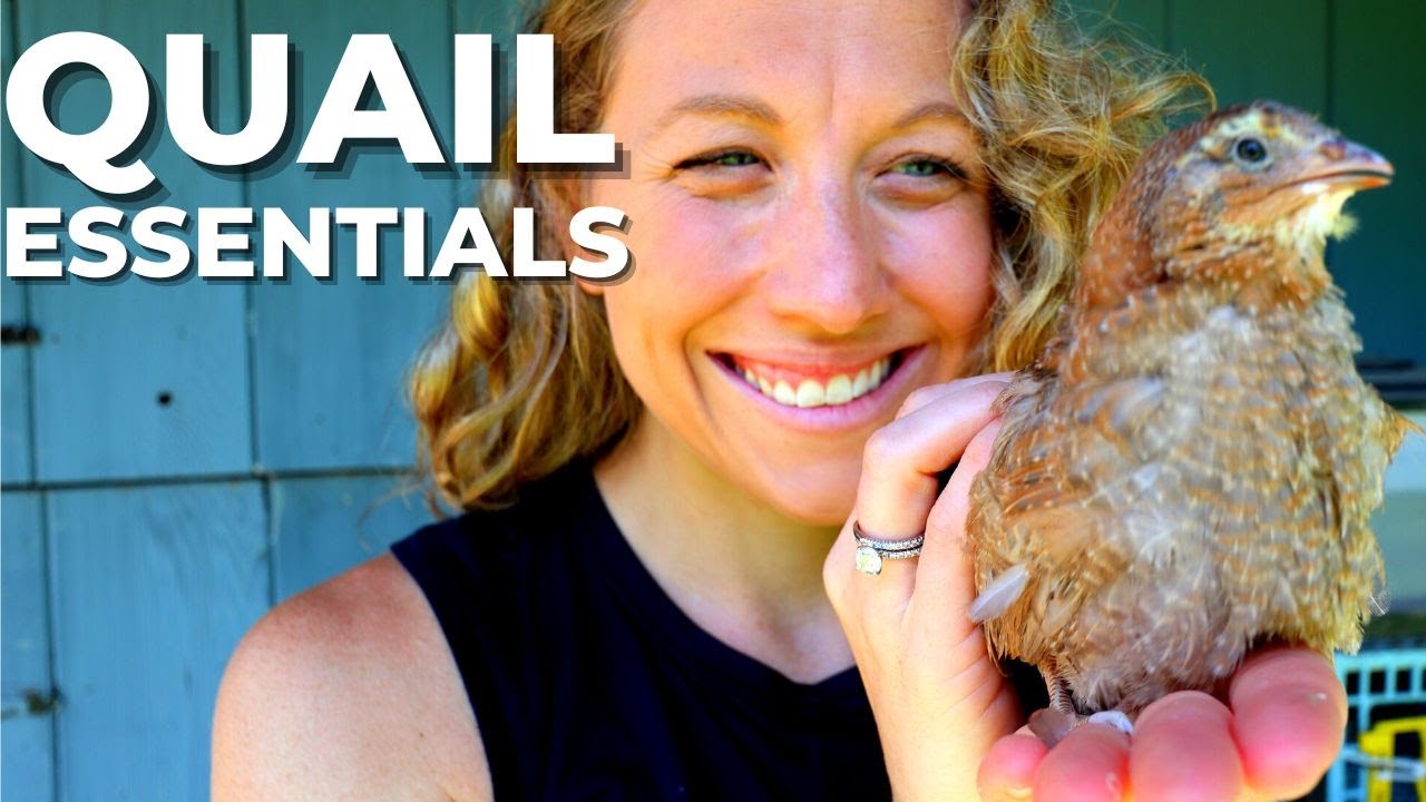 Quail Raising *Must Haves* - YouTube