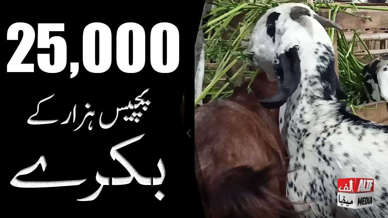 25000 k bakry | Sasti Mandi | Low Price Bakra Mandi Pakistan | Qurbani ...