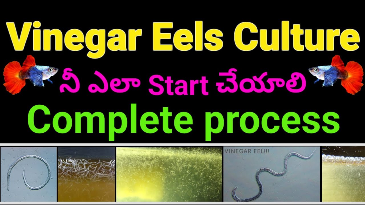 Vinegar Eels Culture నీ ఎలా Start చేయాలి Complete process In Telugu ...