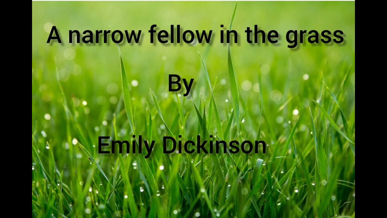 A narrow fellow in the grass by Emily Dickinson line by line ...