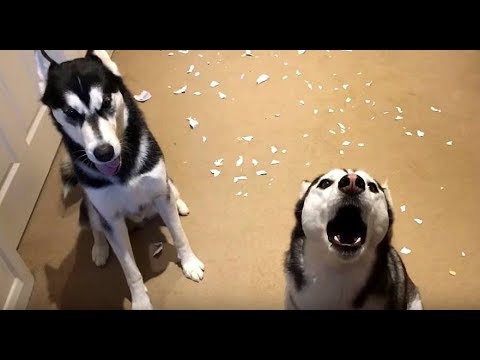 Funny Husky - Huskies arguing over who made the mess - YouTube