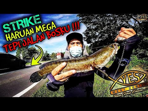 Casting Ikan Haruan || Tepi Jalan Raya naik MEGA || Lure Dari YES FISHING SP || Drag MENJERIT ...