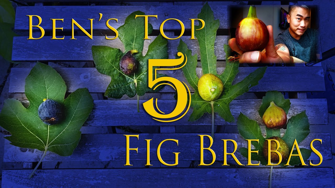 Ben's Top 5 Fig Breba varieties from 2020 - YouTube