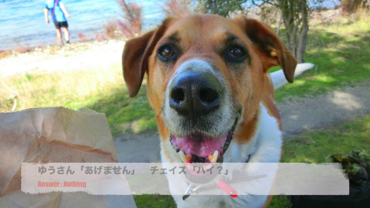 Let's go for a walk, Chase! - YouTube