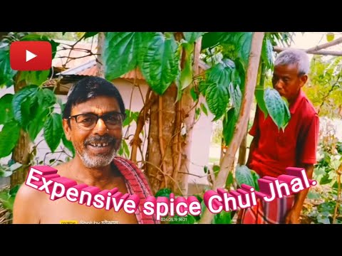 বাংলার হারিয়ে যাওয়া জনপ্রিয় মশলা চুই ঝাল || Expensive spice Chui ...