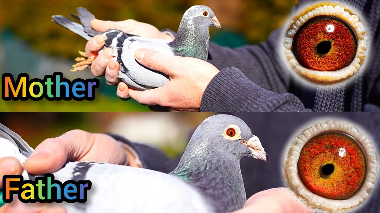 Long Distance Blue Pied Racing Pigeons 2022 | Kalapati | Pigeons - YouTube
