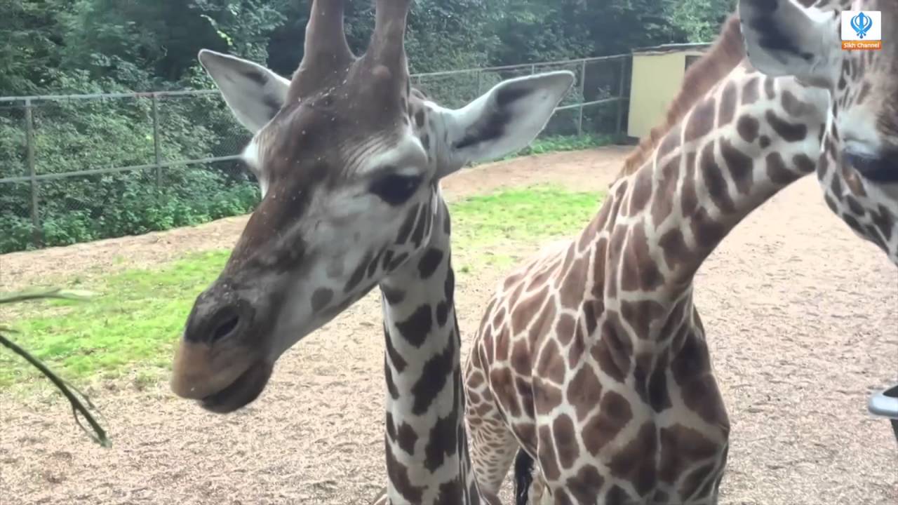 The Wildlife Show - Giraffe - YouTube
