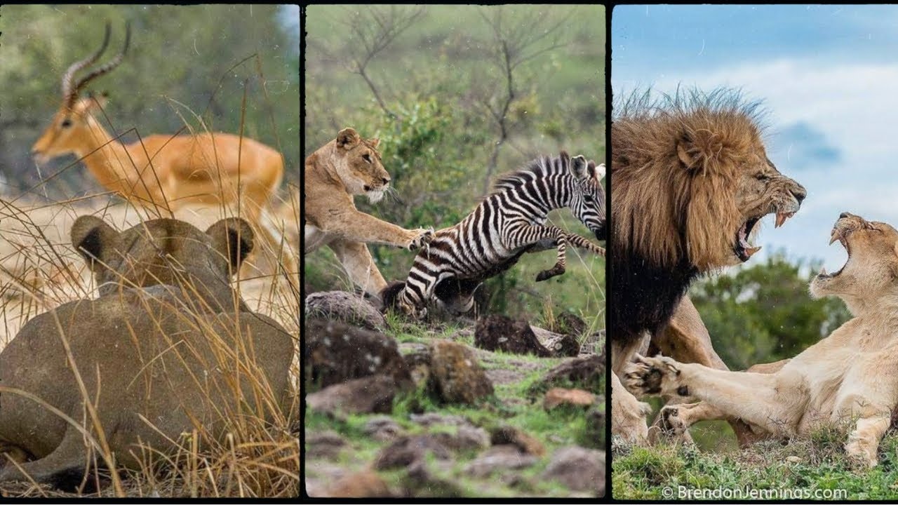 How Lion Hunt His prey | Lion Hunting Strategies: Techniques and ...