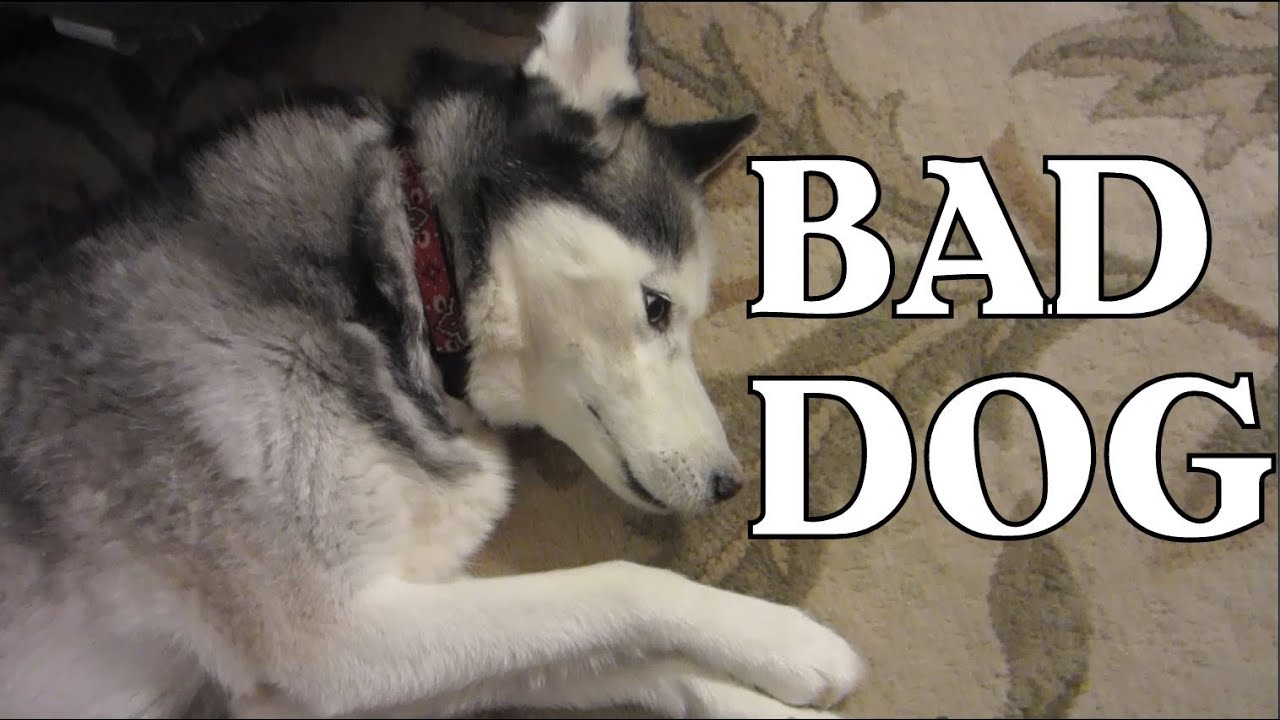Bad Dog! Guilty Dog! Shiloh does it again! Siberian Husky - YouTube
