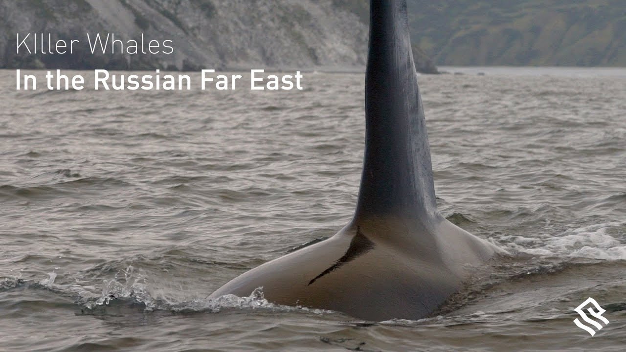 Orcas in the Russian Far East - YouTube
