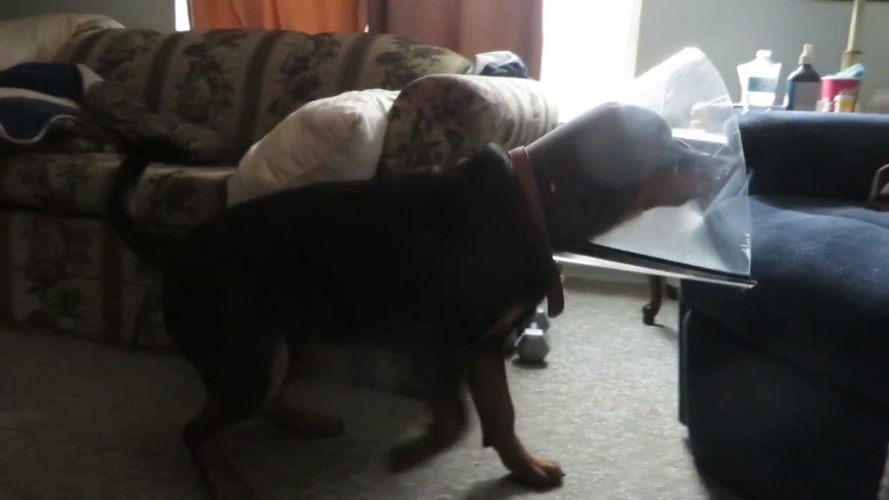 Reggie In The Cone Of Shame - YouTube