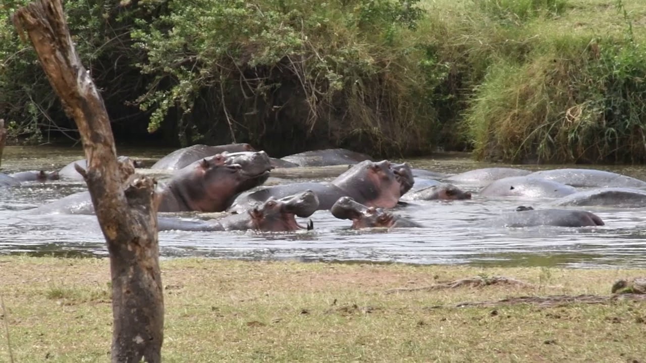 Hippos mating - YouTube