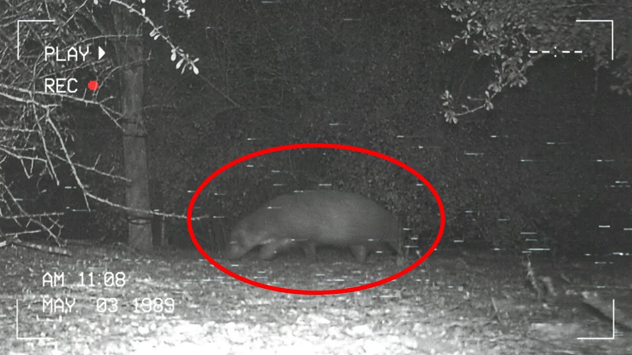 Most Insane Trail Cam Footage Of Unknown Species - YouTube