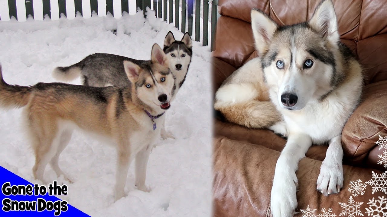 Husky Puppy Shelby and Shiloh | Flashback to 2008 - YouTube