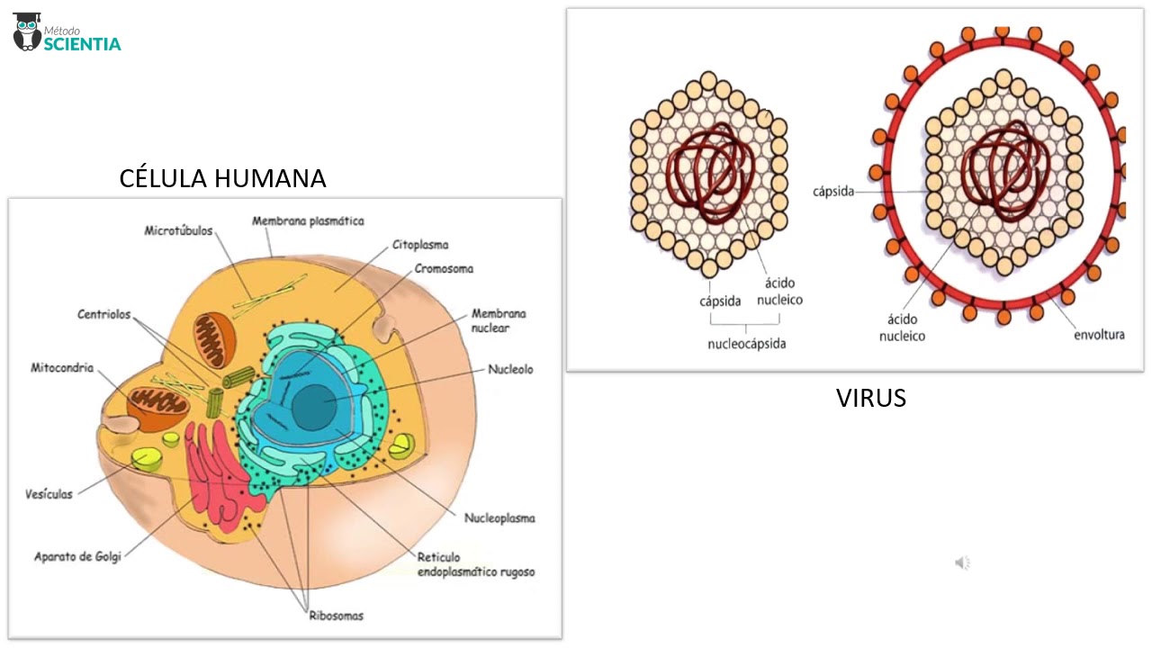 Video N 1 Virus y humanos desde el principio - YouTube