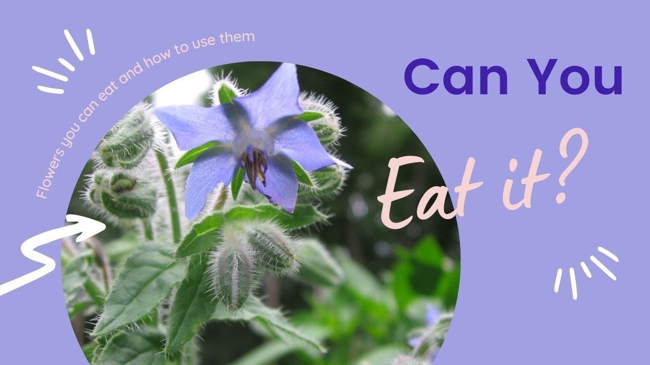 Edible Flowers: Flowers You Can Eat (and how to use them) - YouTube