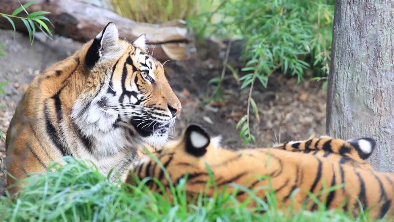 Hear this tiger ranger's story - YouTube