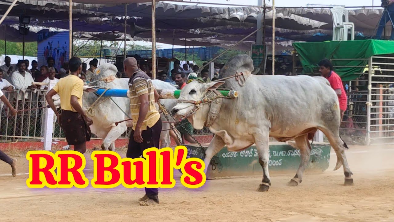 RR Bull's D Rohan Babu gari subjuniour Bull's....at Mellachervu - YouTube