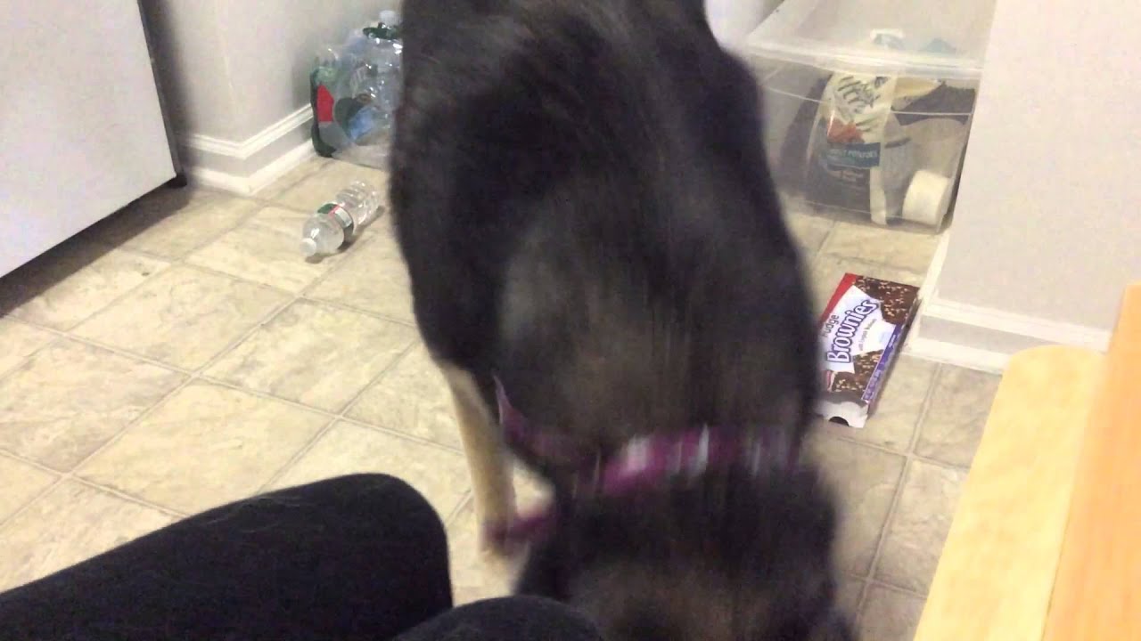 Service dog training retrieve objects German Shepherd - YouTube