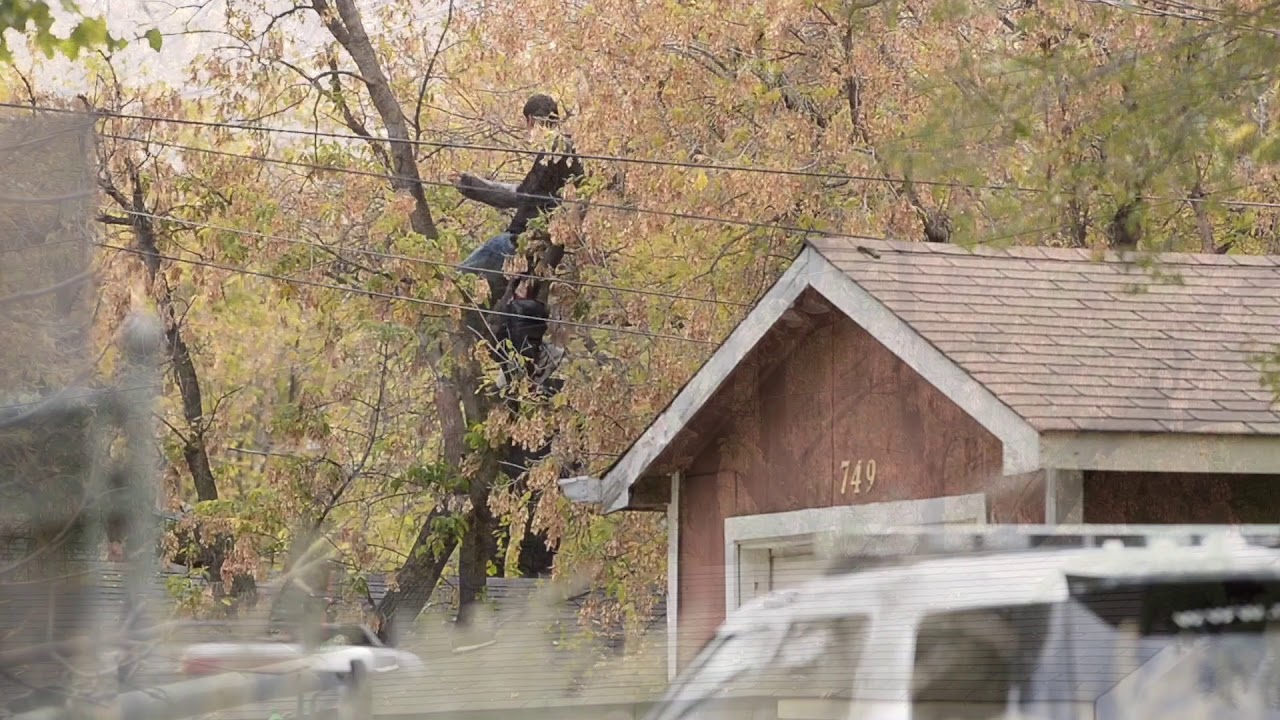 Man climbs tree to flee from police - YouTube